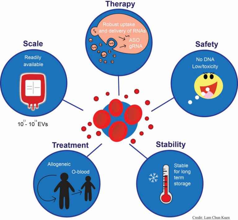Figure 1 RNA drug delivery by red blood cell extracellular vesicles Figure 1 RNA drug delivery by red blood cell extracellular vesicles